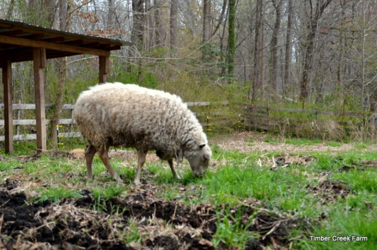 How to Treat Foot Rot in Cattle, Goats, and Sheep - Countryside